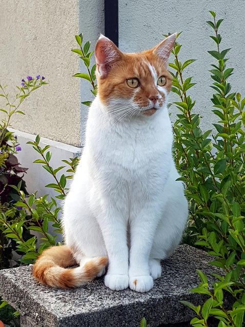 Chat Rouge Blanc Domestique - Photo gratuite sur Pixabay - Pixabay