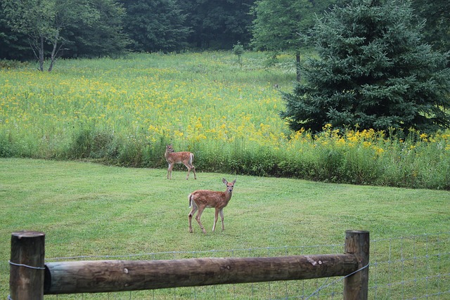 Deer Nature Wild - Free photo on Pixabay