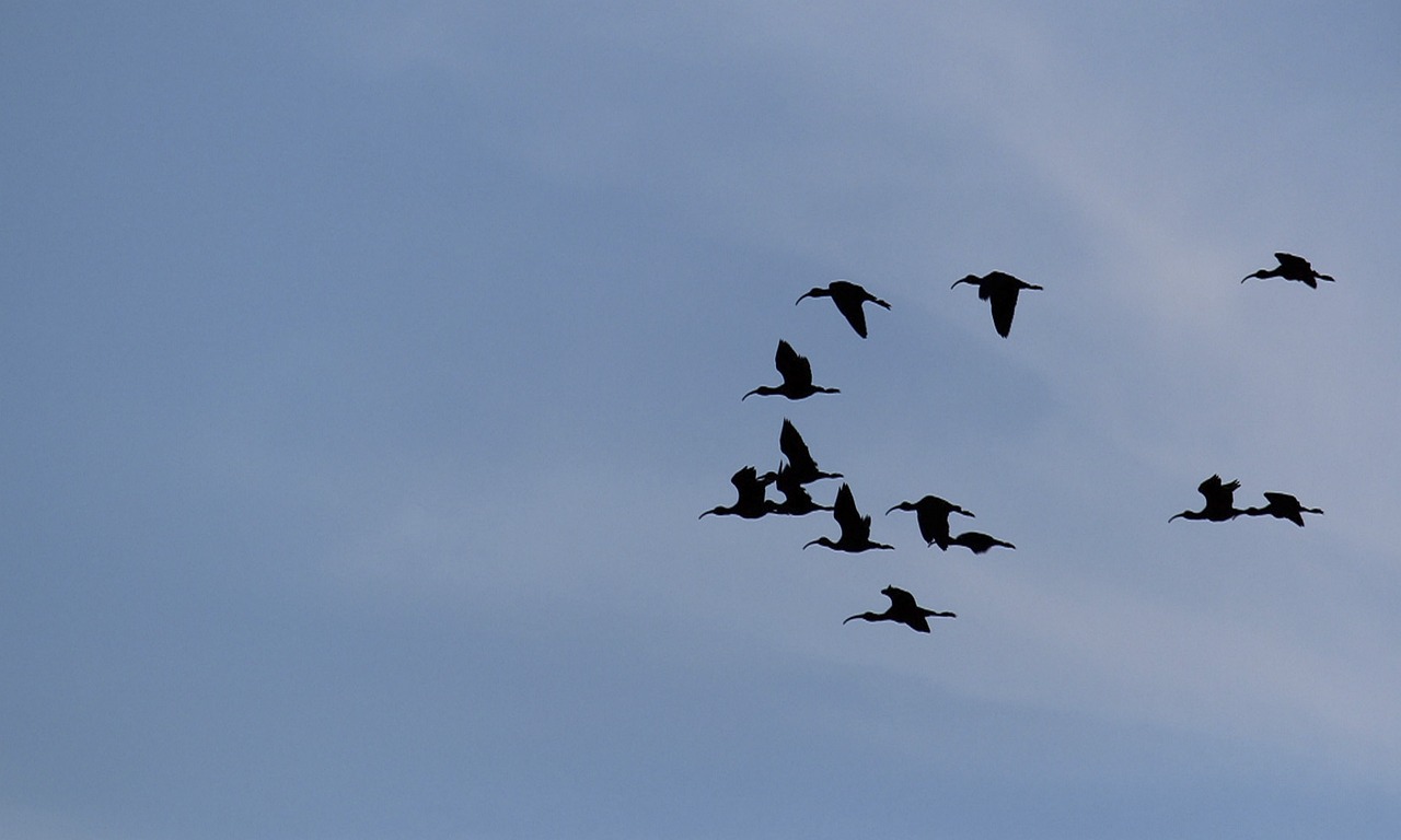 Aves Cielo Volador - Foto gratis en Pixabay - Pixabay