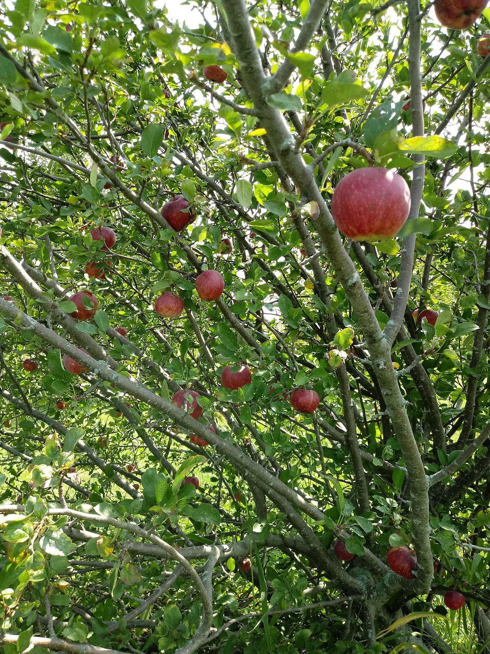 Red Delicious Free Photo On Pixabay Pixabay
