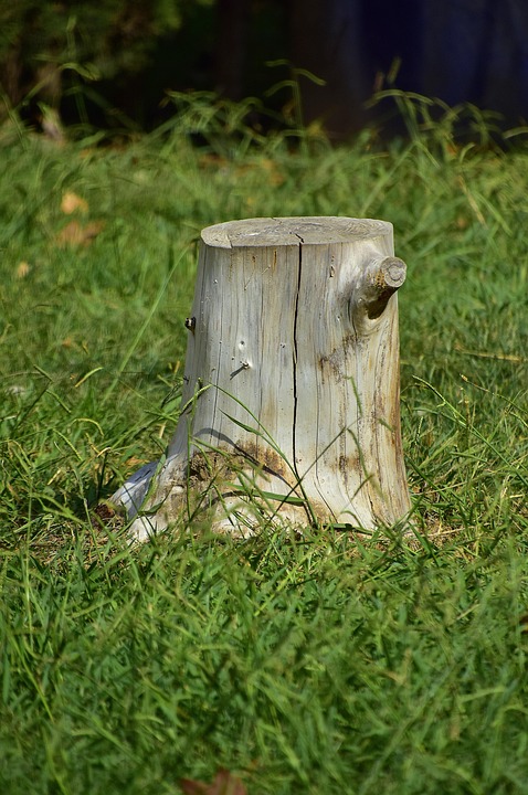 Trunk Nature - Free photo on Pixabay