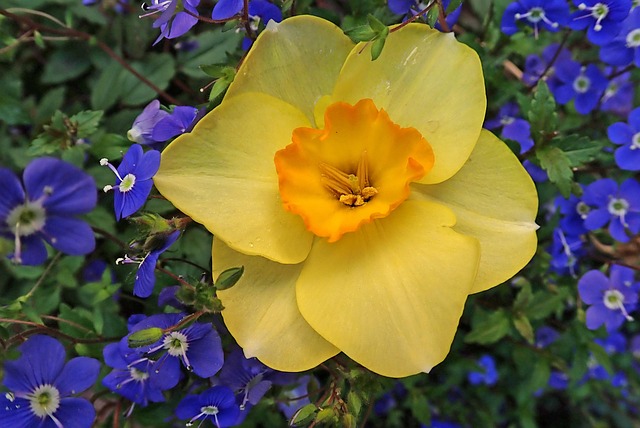 Spring Flowers Daffodil - Free photo on Pixabay - Pixabay