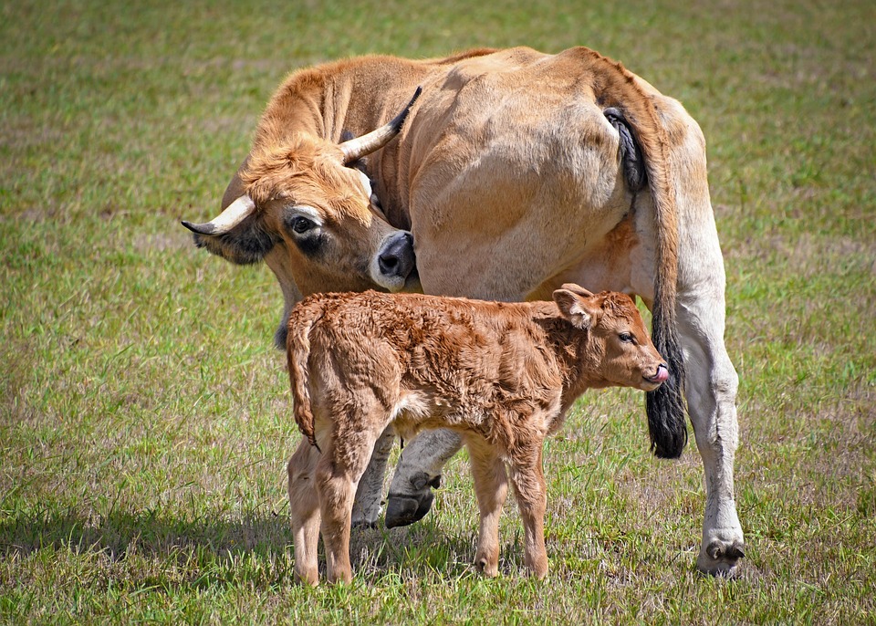 Cow Calf Aubrac - Free photo on Pixabay