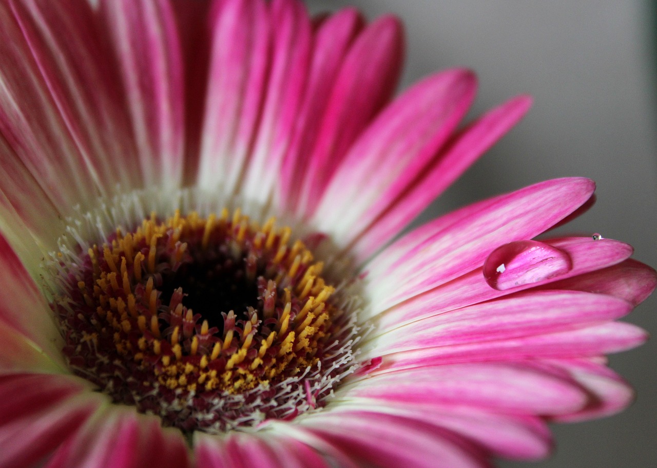 Gerbera Flower Nature Water - Free photo on Pixabay