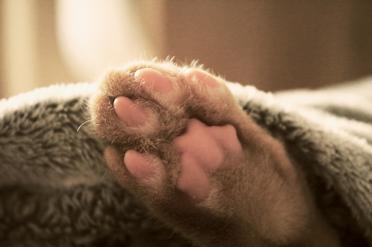Cat Paw Bed - Free photo on Pixabay