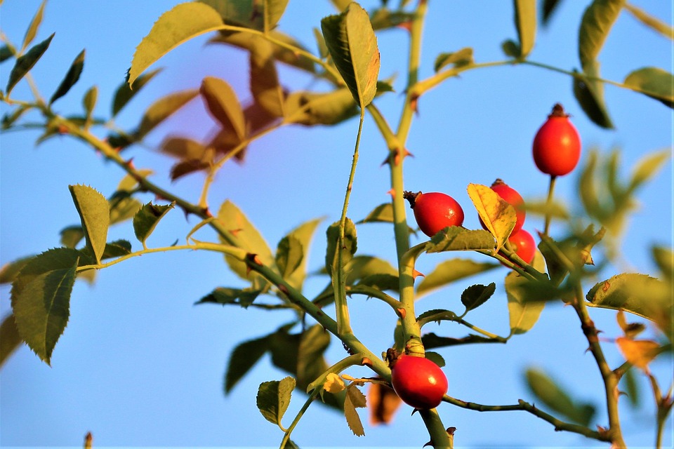 Rosehip Plant Nature - Free photo on Pixabay