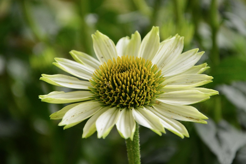 Flower Plant Petals - Free photo on Pixabay