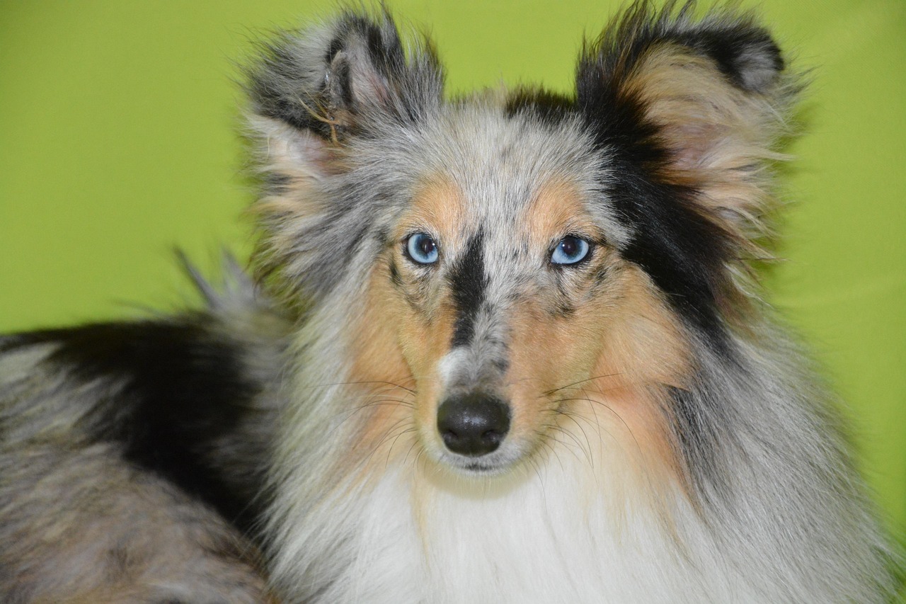 Dog Female Bitch Nobility - Free photo on Pixabay - Pixabay