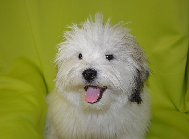 Dog Young Coton Tulear - Free photo on Pixabay - Pixabay