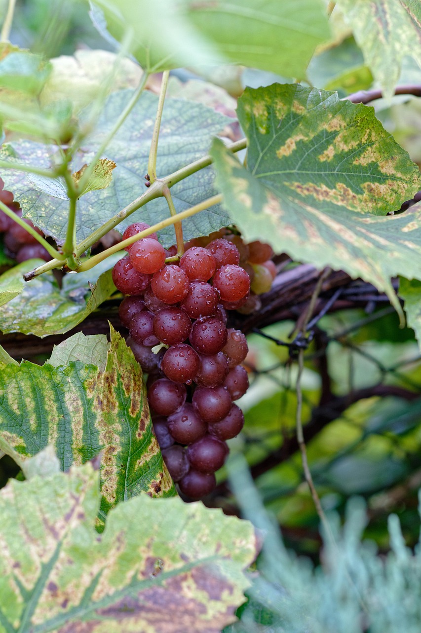300+ Free Grapes+Bunch & Grapes Images - Pixabay