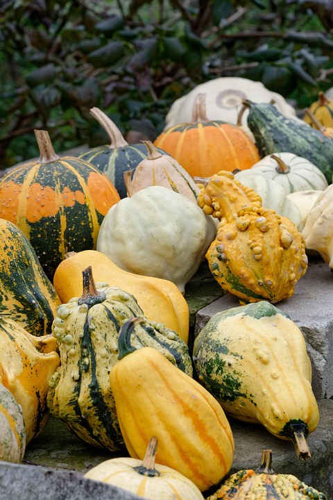 Citrouilles Citrouille - Photo gratuite sur Pixabay - Pixabay