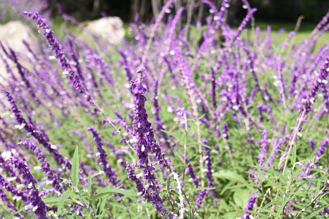 Lavanda Flores Natureza - Foto gratuita no Pixabay - Pixabay