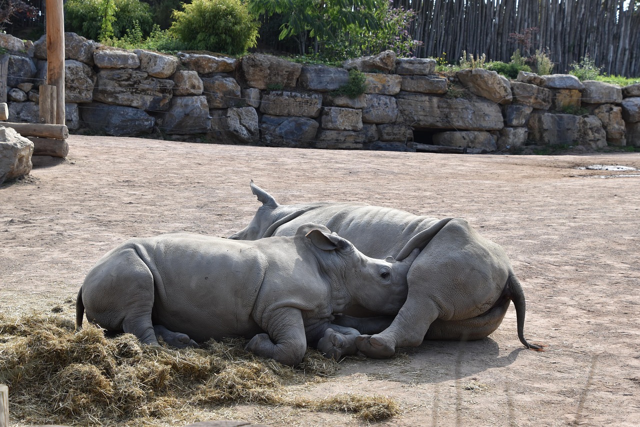 Rinoceronte Jardim Zoológico - Foto gratuita no Pixabay - Pixabay