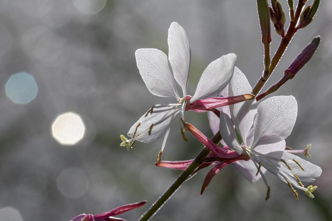 100+ Free 작은꽃 & Small Flower Images - Pixabay