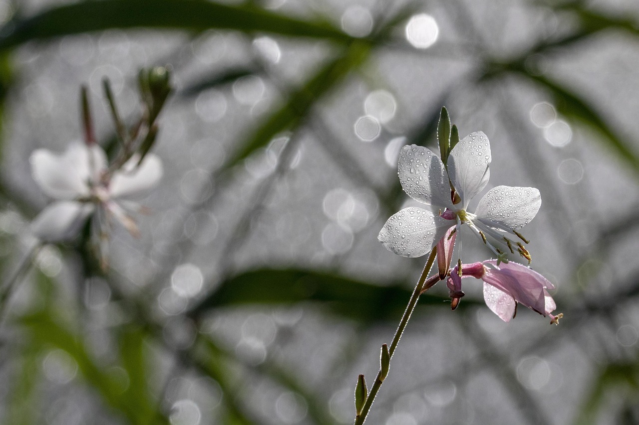 100+ Free 작은꽃 & Small Flower Images - Pixabay
