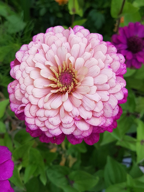 10+ Free Zine & Blossom Images - Pixabay