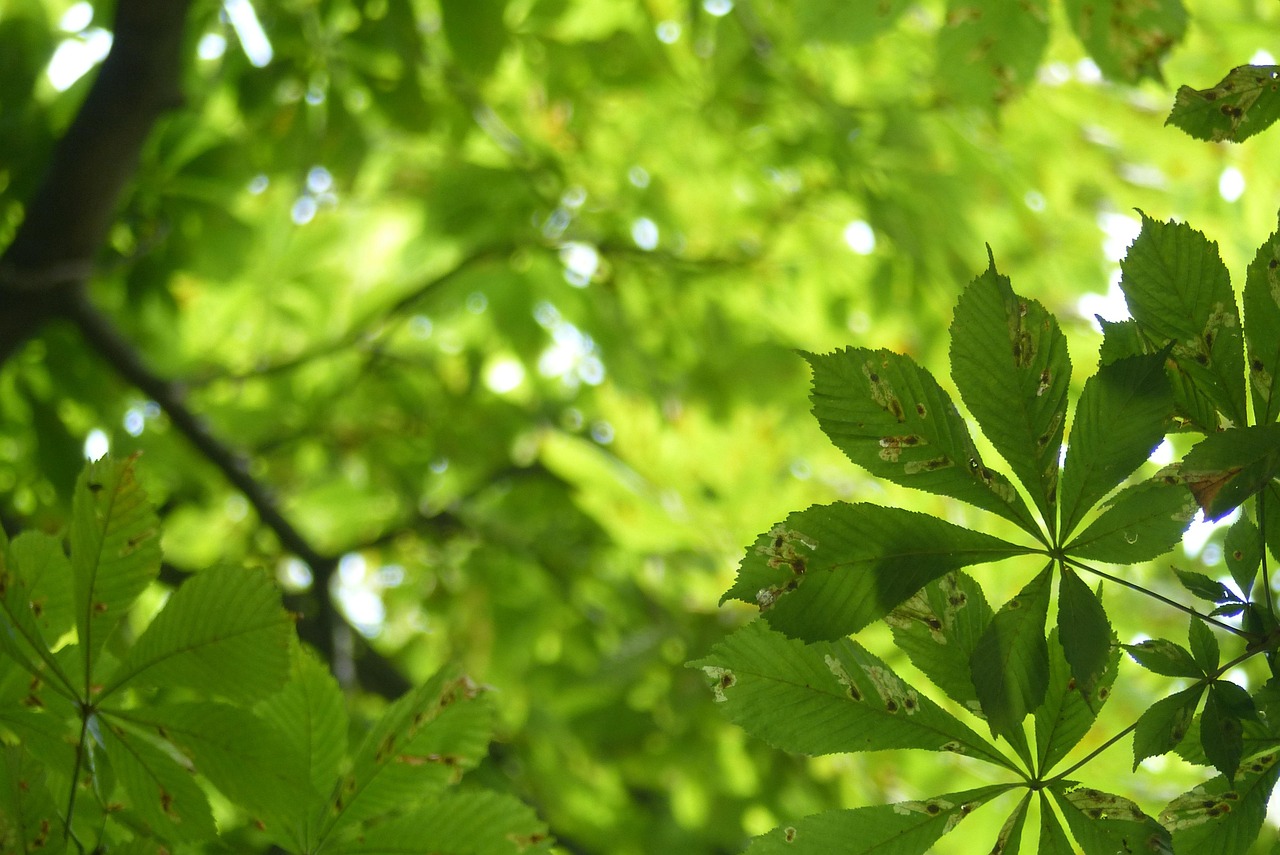 La Nature Arbre Feuilles - Photo gratuite sur Pixabay - Pixabay