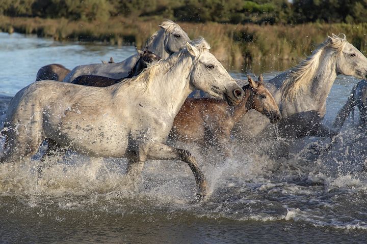 200+ Free Horses Running & Horse Photos - Pixabay