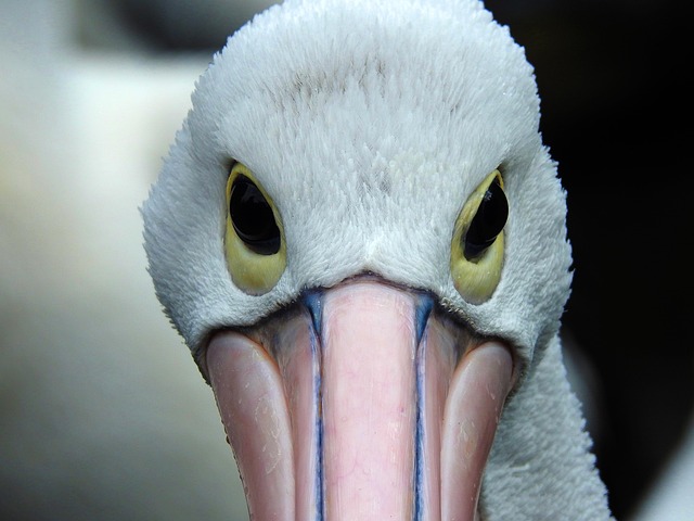 70,000+ Free Eyes Watching & Eye Images - Pixabay