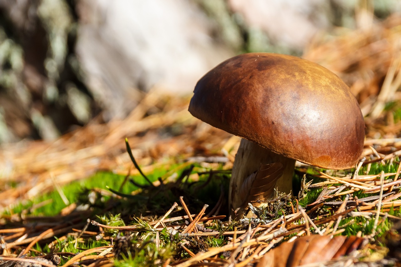 Mushroom Edible Food - Free photo on Pixabay - Pixabay