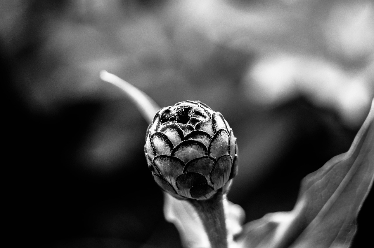 Flower Pitch Macro - Free photo on Pixabay - Pixabay
