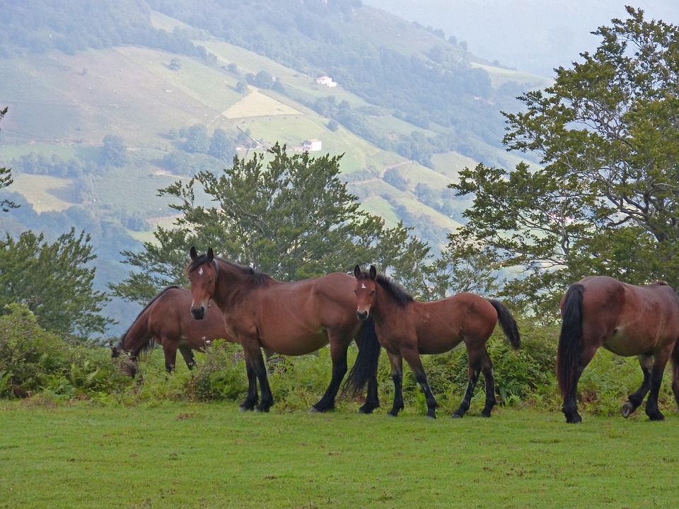 Cavalos Pastagens Pastar - Foto gratuita no Pixabay