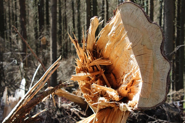 Wood Tree Clearing - Free photo on Pixabay - Pixabay