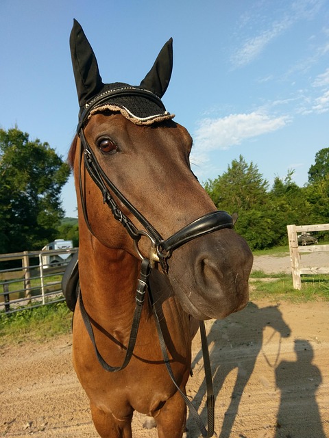 Horse Equine Equestrian - Free photo on Pixabay