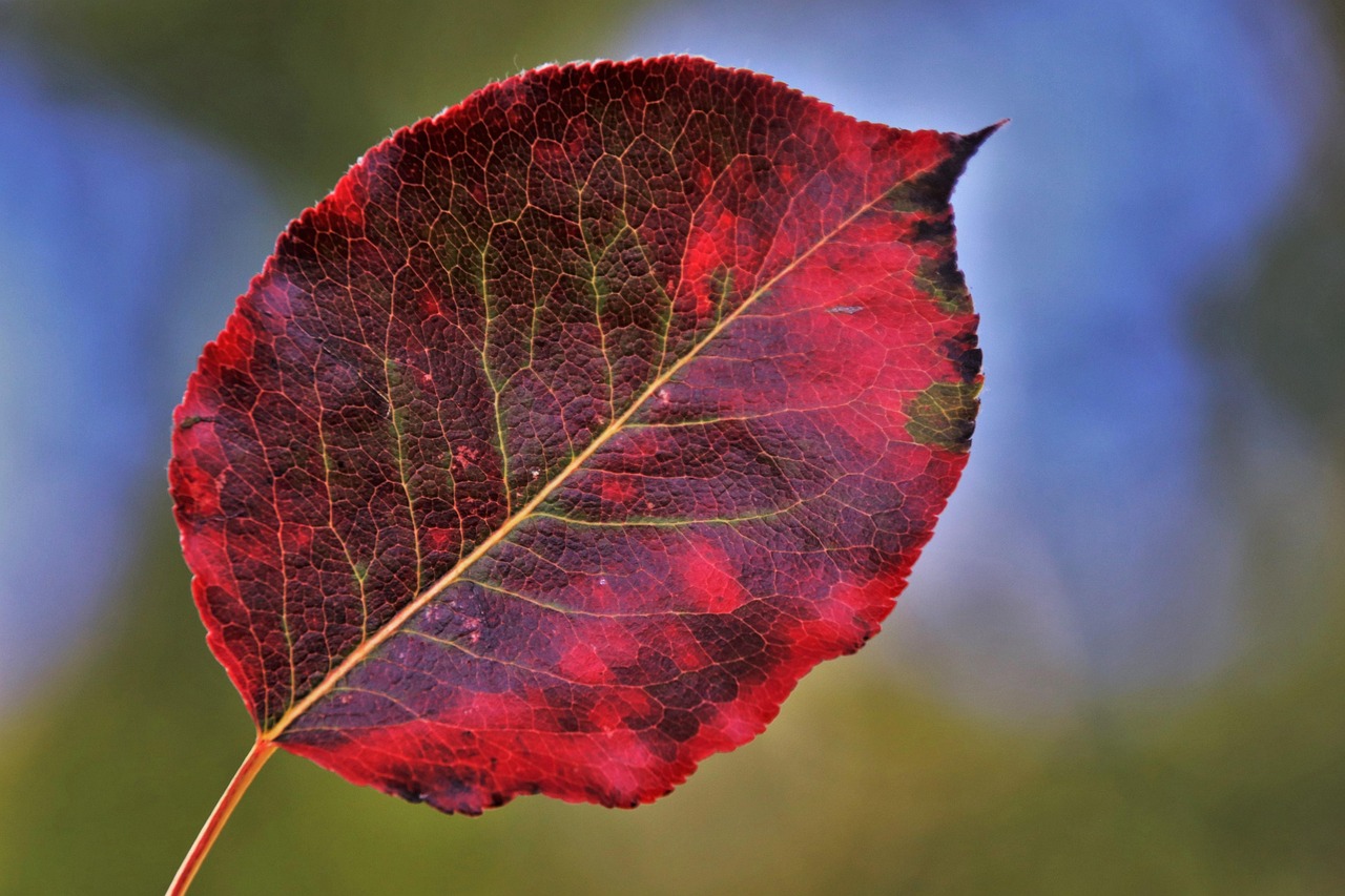 Couleurs D'Automne Feuille Rouge À - Photo gratuite sur Pixabay - Pixabay