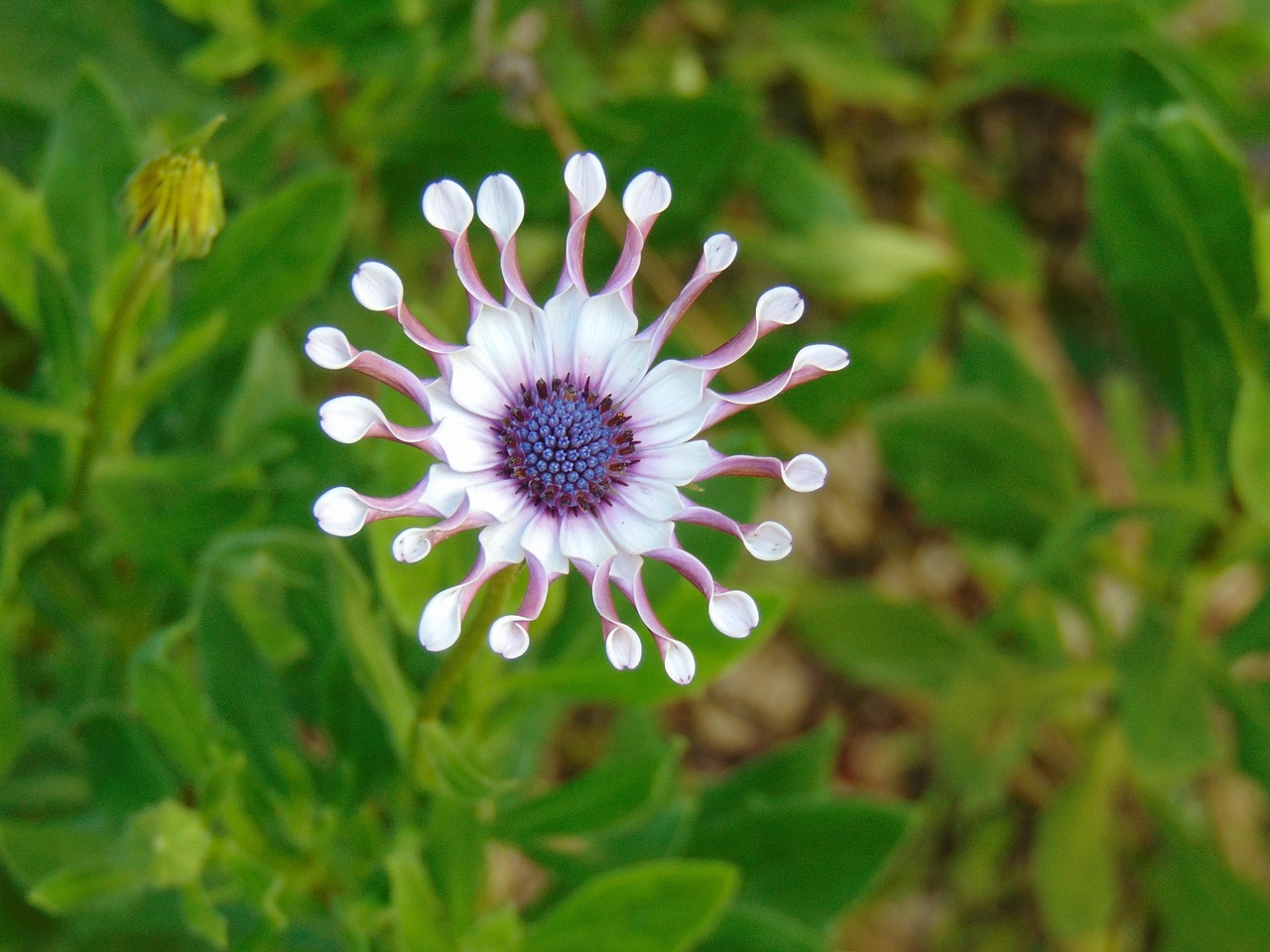 Beauty Of Flower Costa Rica - Free photo on Pixabay - Pixabay