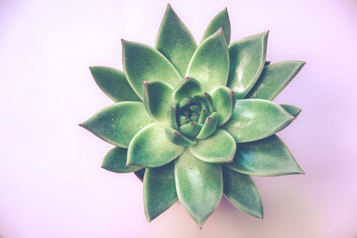 4,000+ Succulent Pictures & Images [HD] - Pixabay