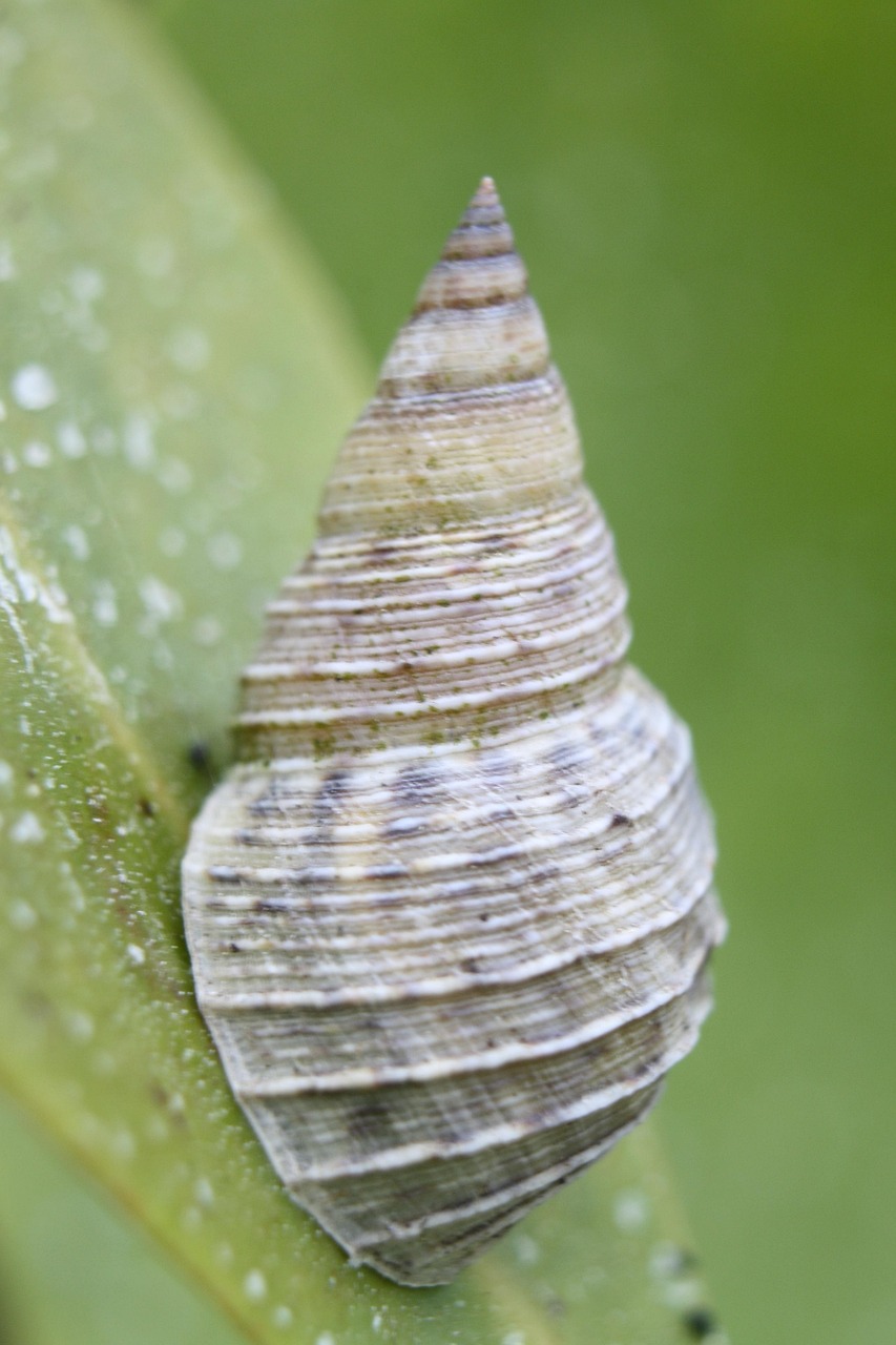 Caracol Cubierto De Sal