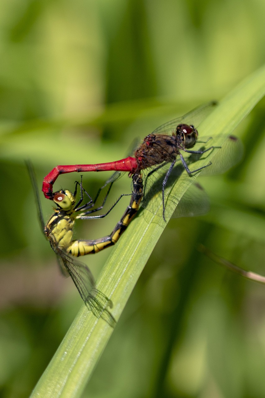 Dragonfly Red Pepper - Free photo on Pixabay