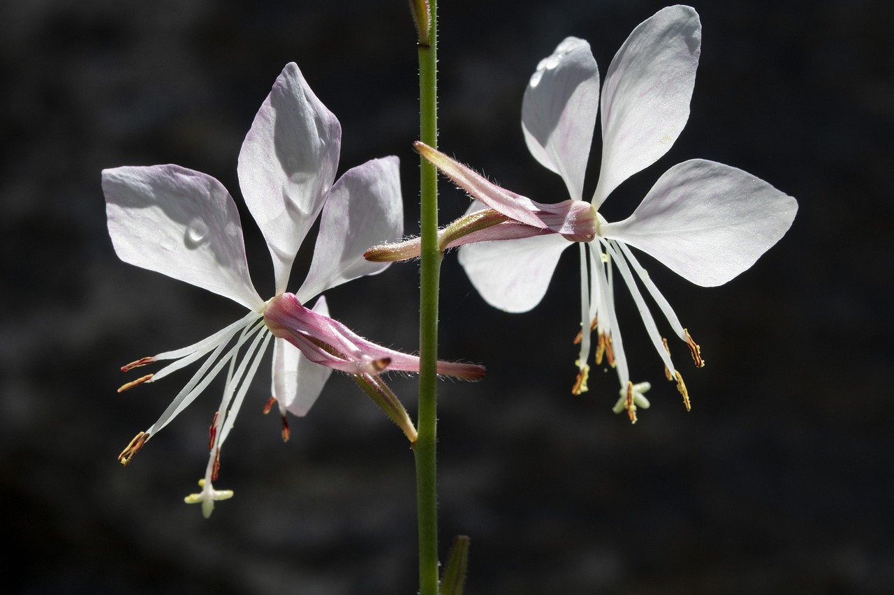 100+ Free 작은꽃 & Small Flower Images - Pixabay