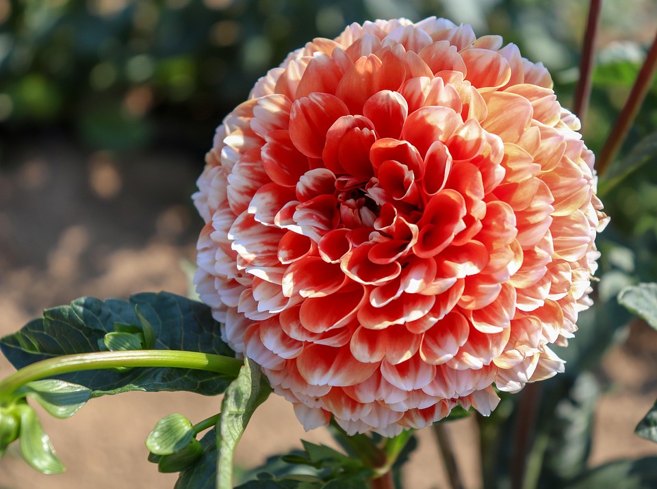 Plantes Fleur Bloom - Photo gratuite sur Pixabay - Pixabay