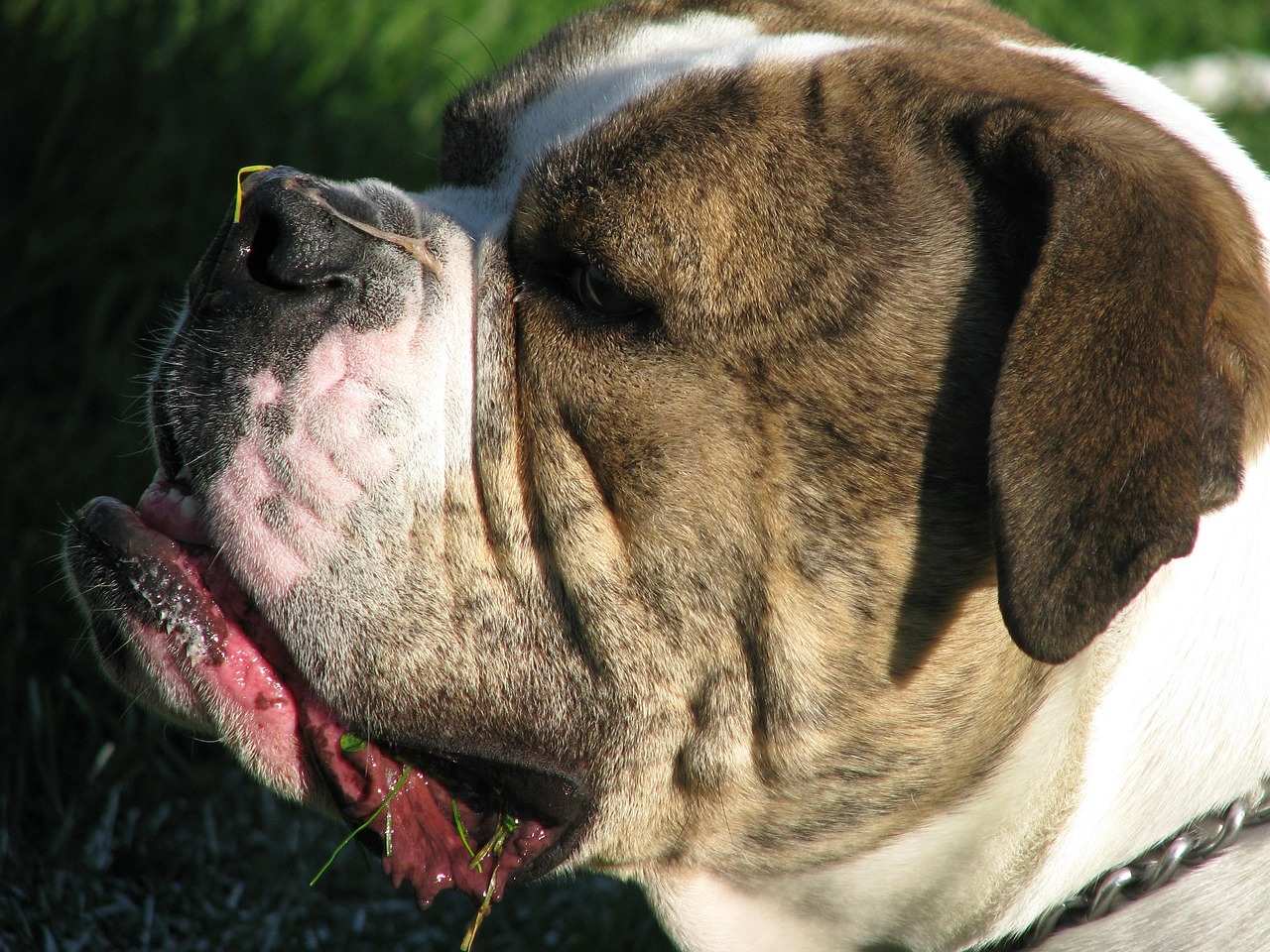 Bulldogge Hund Haustier - Kostenloses Foto auf Pixabay