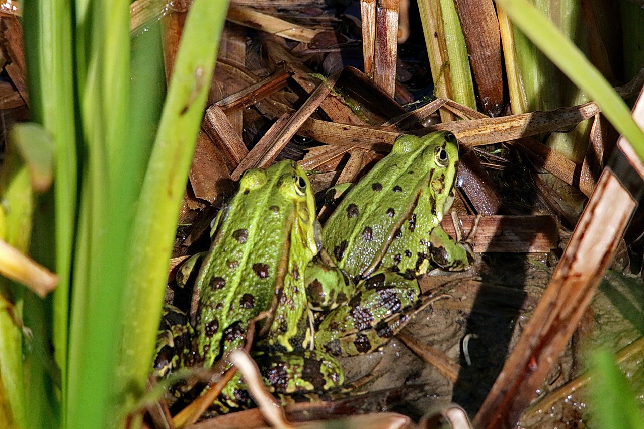 Katak Kodok Amfibi - Foto gratis di Pixabay - Pixabay