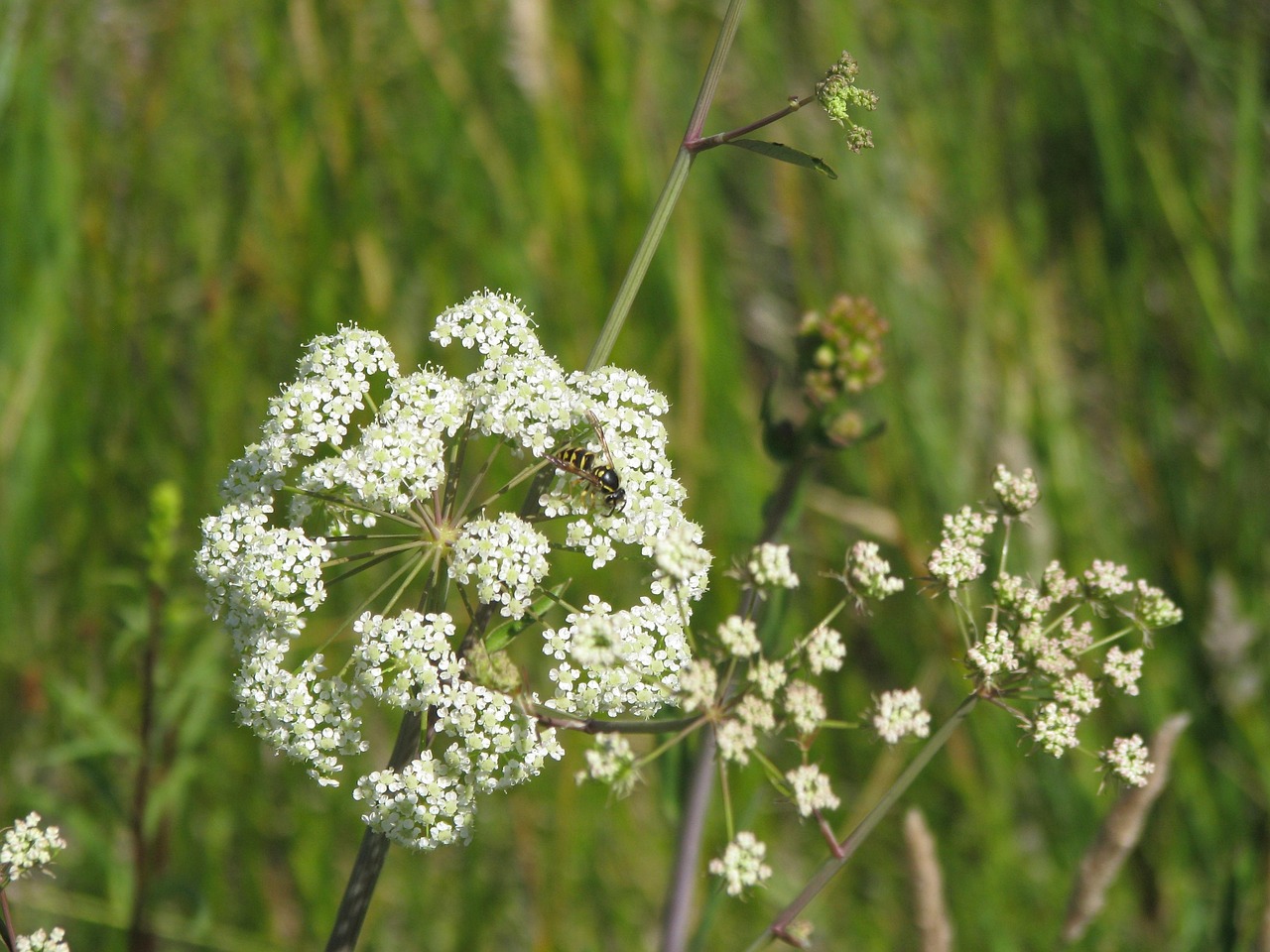 Fleur Blanche Sur Le Terrain - Photo gratuite sur Pixabay - Pixabay