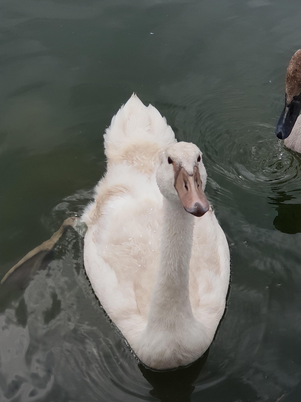 Niños Animales Cisne Agua Ave - Foto gratis en Pixabay - Pixabay