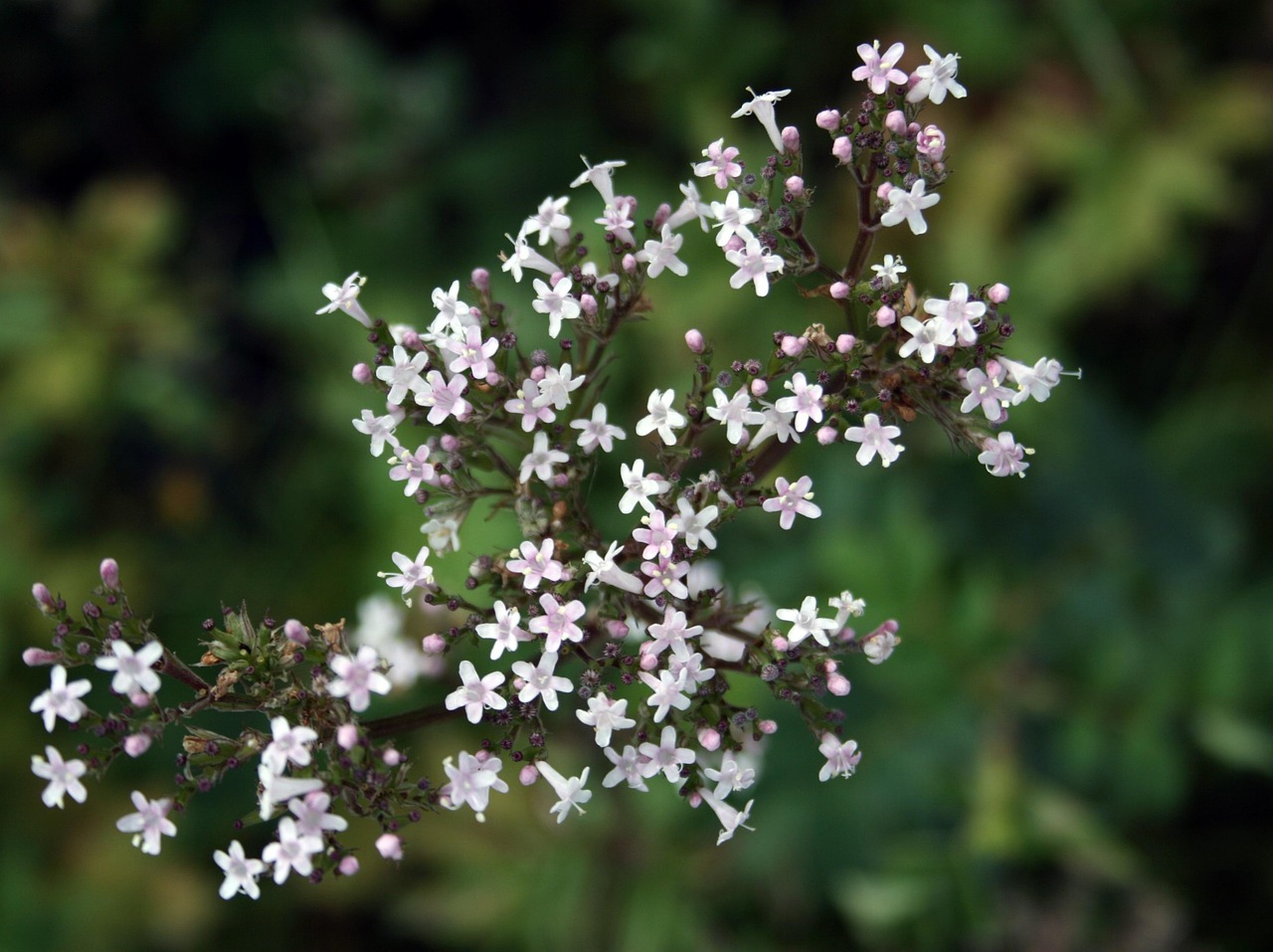 Blume Blüte Natur - Kostenloses Foto auf Pixabay - Pixabay