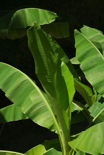 Feuille De Bananier Tropiques - Photo gratuite sur Pixabay - Pixabay