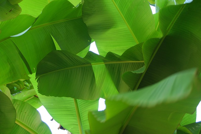 Feuille De Bananier Plantes - Photo gratuite sur Pixabay - Pixabay