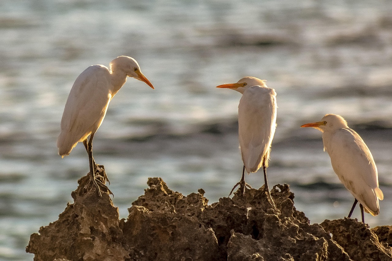 Aves Marinas Rock Naturaleza Fauna - Foto gratis en Pixabay - Pixabay