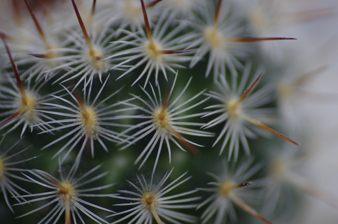 Macro Cactus Plant - Free photo on Pixabay - Pixabay