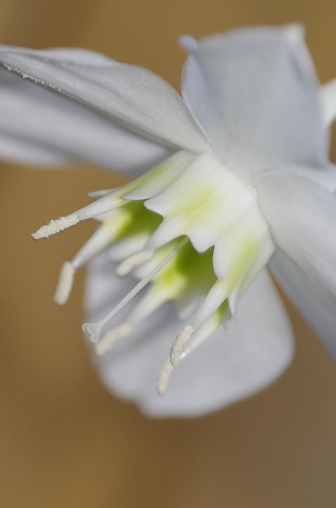 Fleur Plante Nature - Photo gratuite sur Pixabay - Pixabay