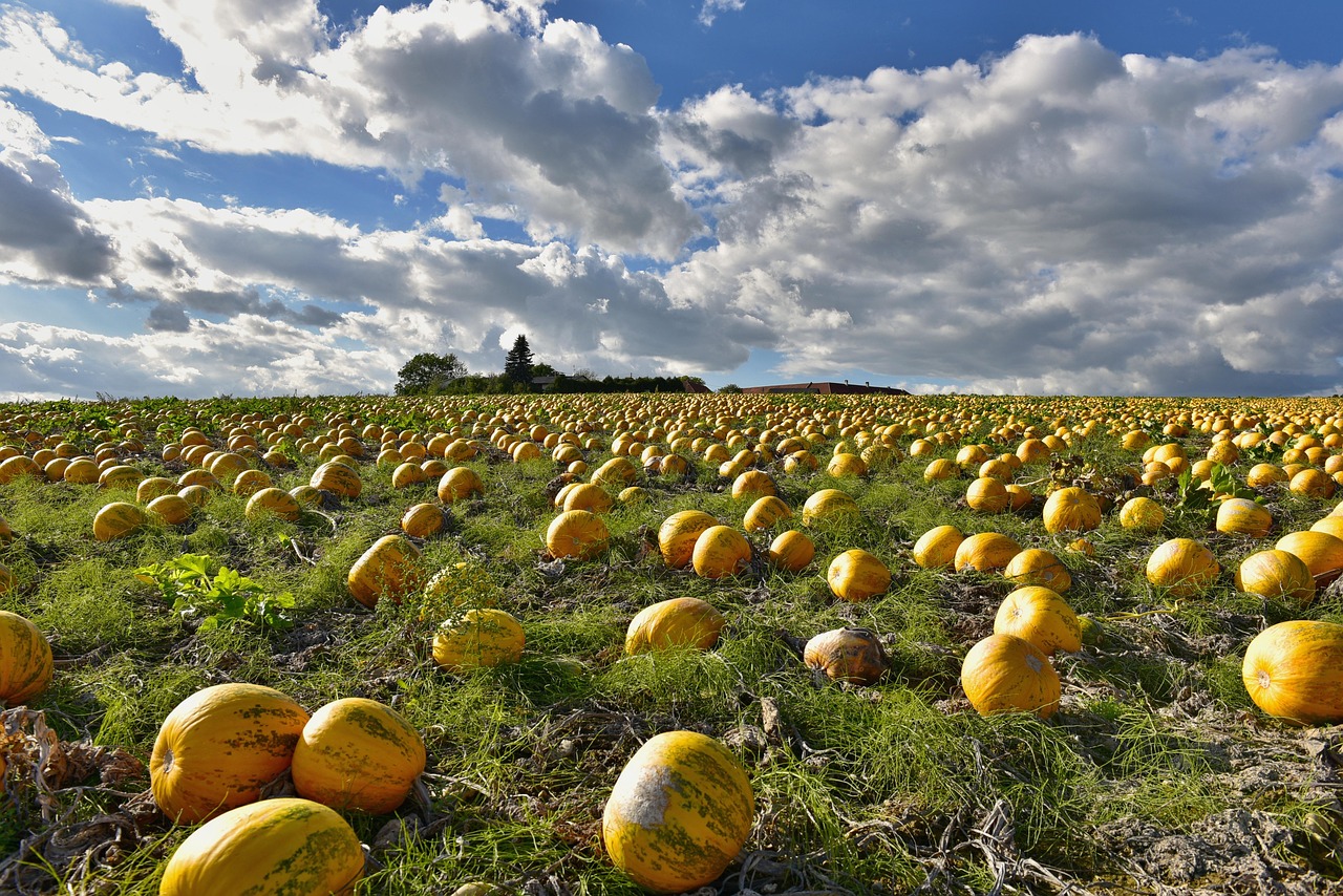 80,000+ Free Pumpkin Field & Pumpkin Images - Pixabay