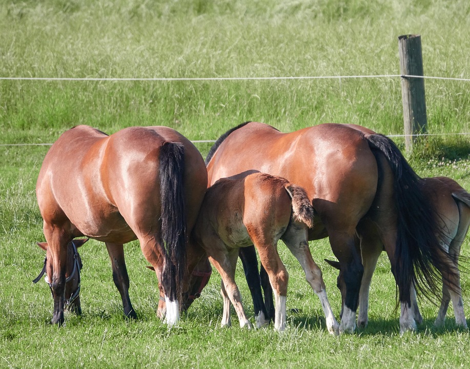 Horse Foal Pasture - Free photo on Pixabay - Pixabay