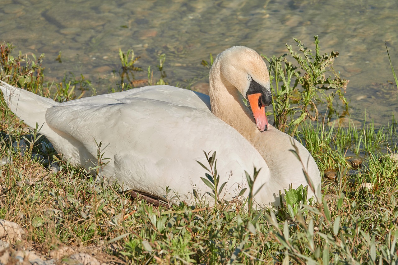 Swan Brood Nest Swan'S - Free photo on Pixabay - Pixabay