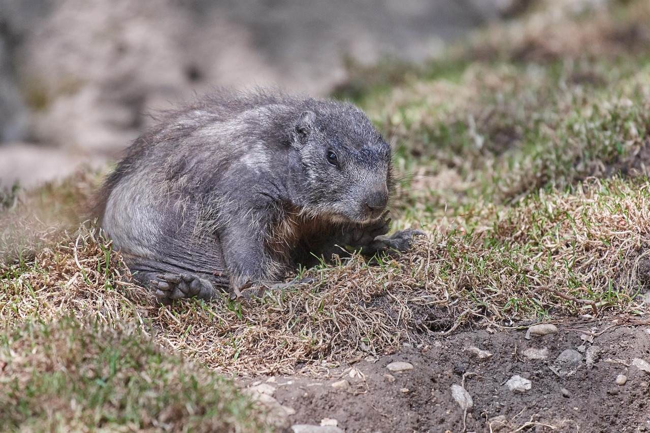 Más de 400 imágenes gratis de Marmota y Naturaleza - Pixabay