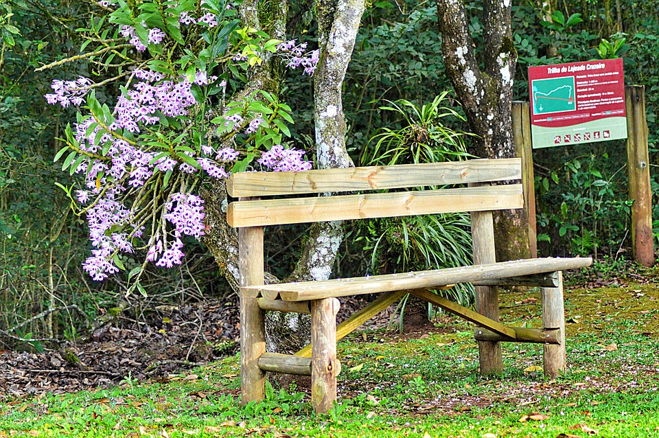 Bank Bunga Bunga-Bunga - Foto gratis di Pixabay - Pixabay